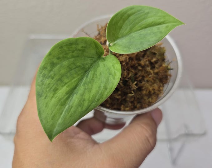 Scindapsus Army Green | Top Cut - Etsy