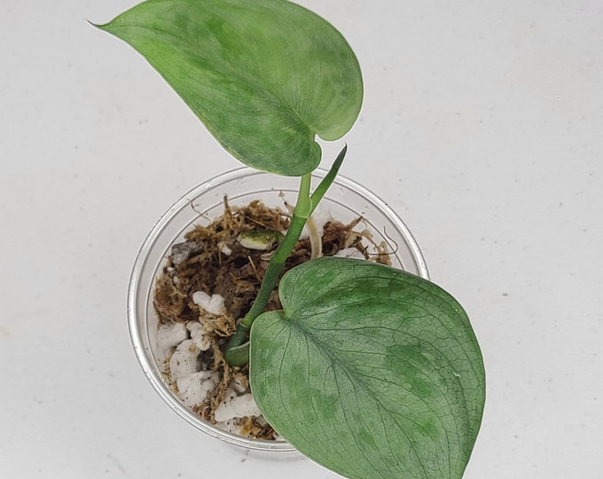 Scindapsus Tattoo - Etsy