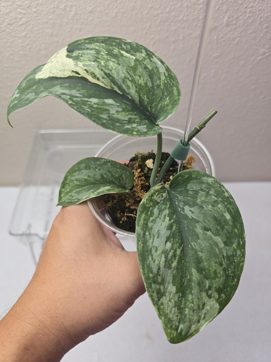 Scindapsus Exotica Variegated Albo | Base Cut - Etsy