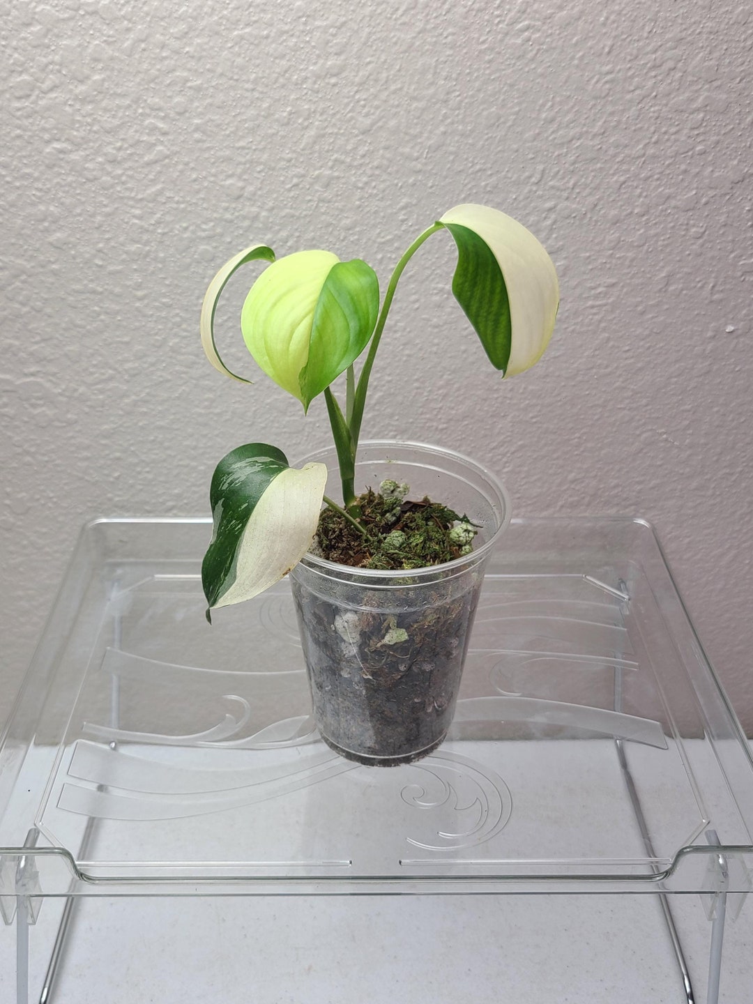 Scindapsus Hederaceus Variegated or Blue Albo Round Form - Etsy