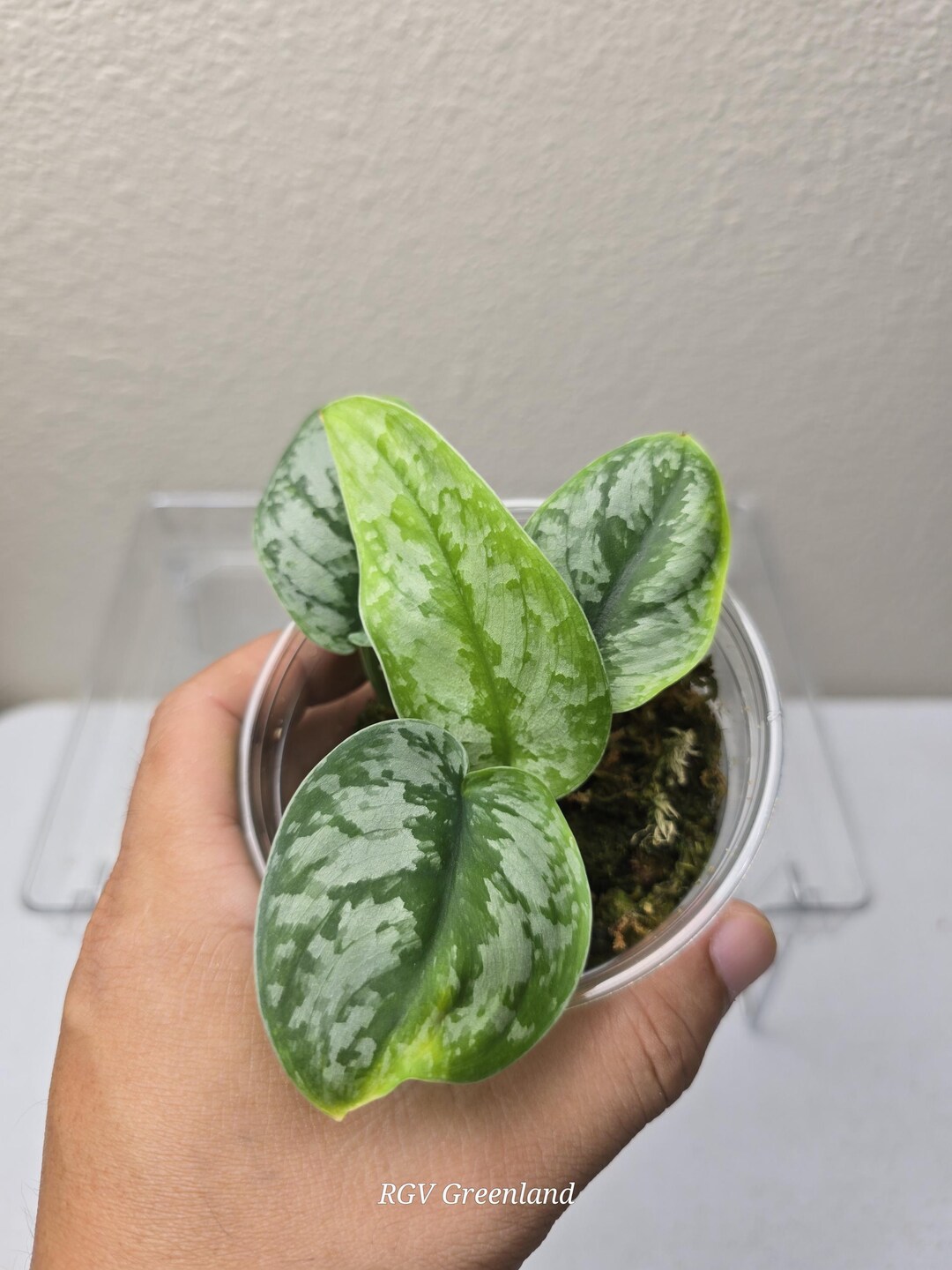 Scindapsus Pictus Variegated GOG Noid | Rare Find - Etsy