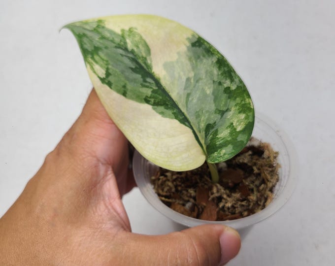 Scindapsus Geulis Peasun or Peasun Aurea - Etsy