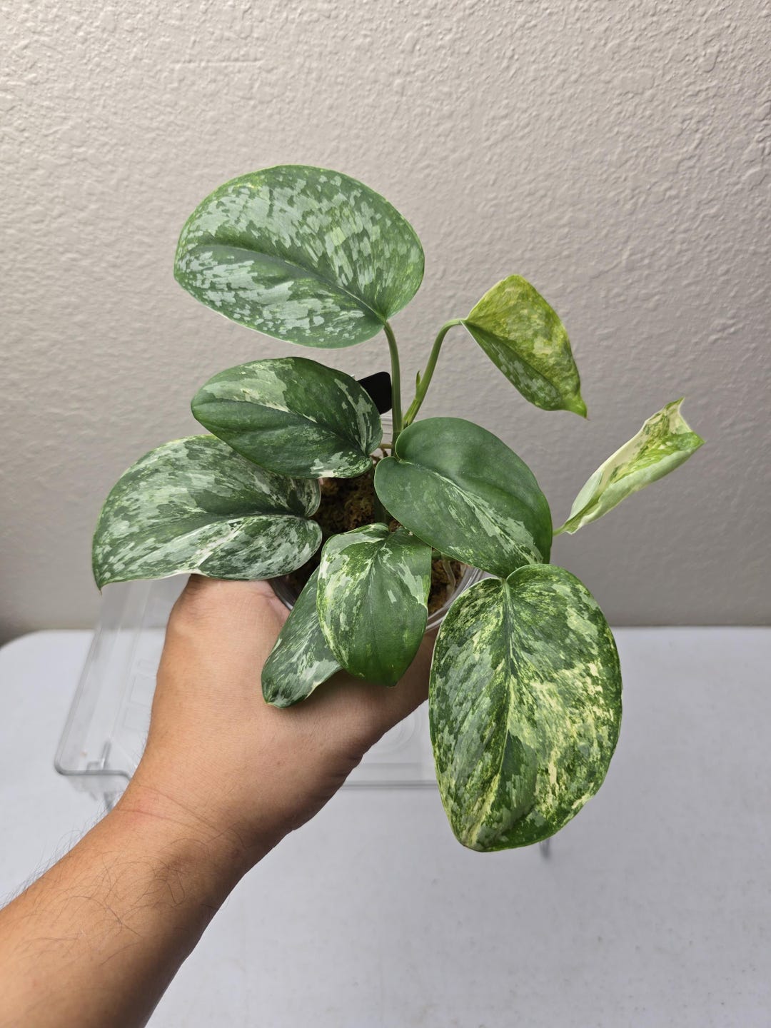 Scindapsus Exotica Variegated 2 Active Growths - Etsy