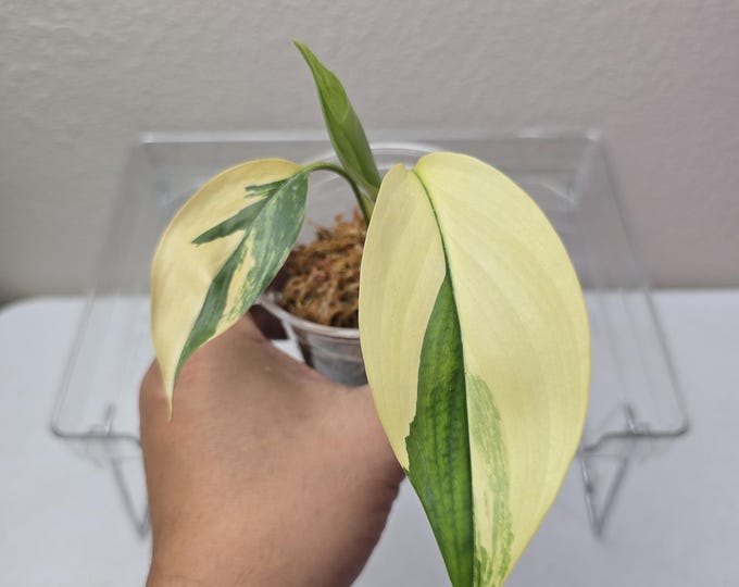 Scindapsus Officinalis Aurea - Etsy