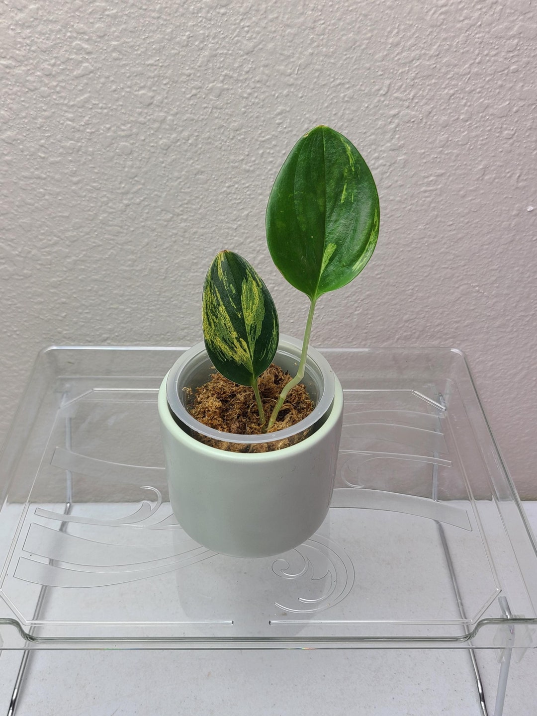 Scindapsus Treubii Dark Form Variegated Aurea - Etsy