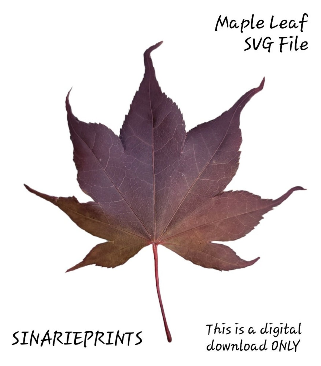 Maple Tree Leaf SVG File Digital Download Japanese Maple - Etsy
