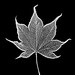 Maple Tree Leaf SVG File Digital Download Japanese Maple - Etsy