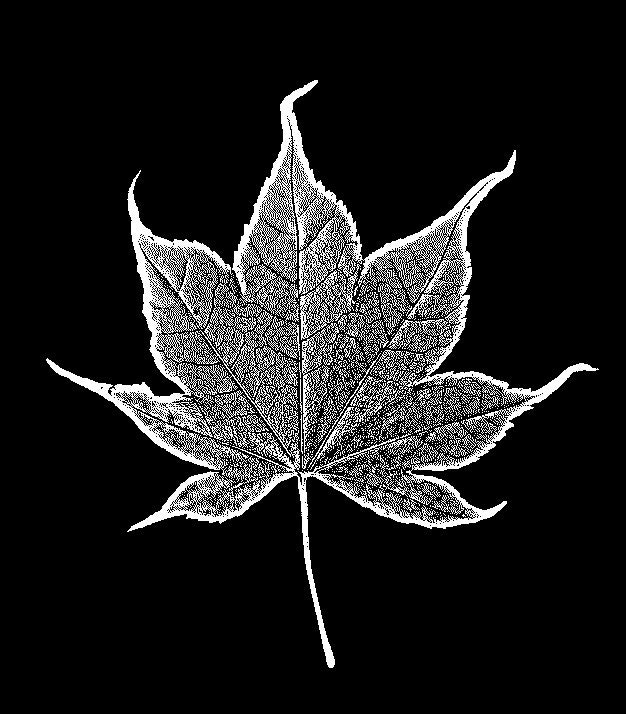 Maple Tree Leaf SVG File Digital Download Japanese Maple - Etsy
