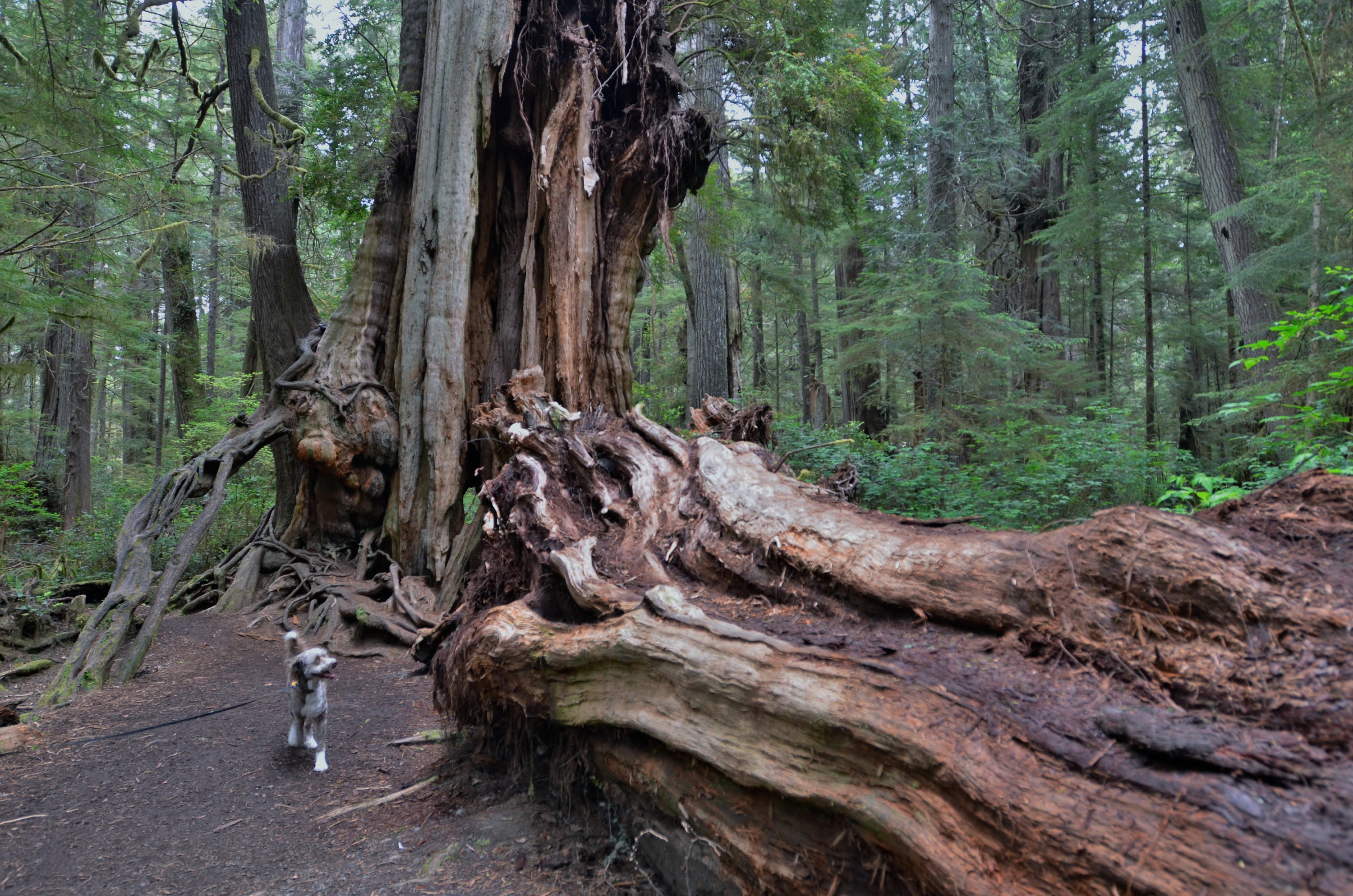 Unique Wall Decor, Rustic Cedar Wall Decor, Nature Art, Nature's Beauty ...