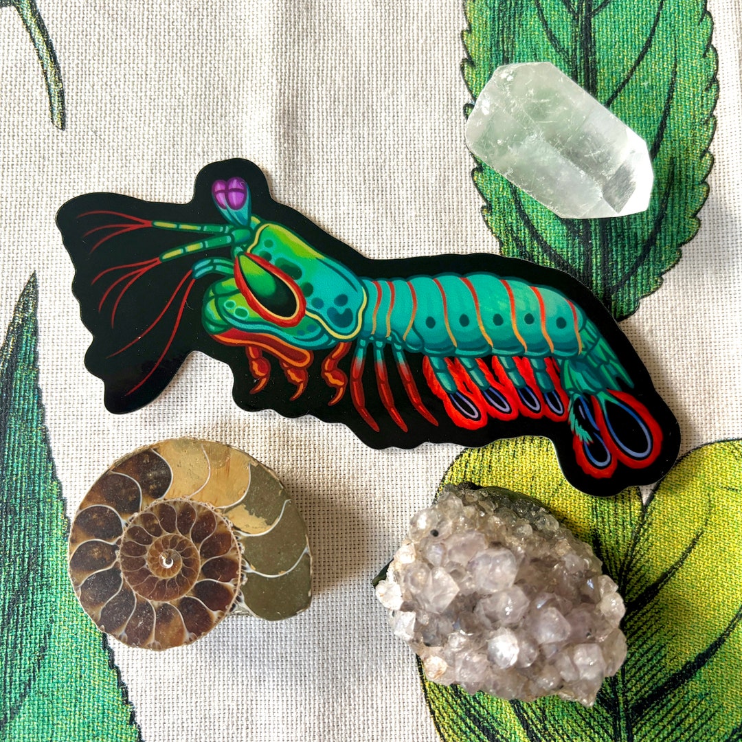 Holographic Peacock Mantis Shrimp Sticker - Etsy