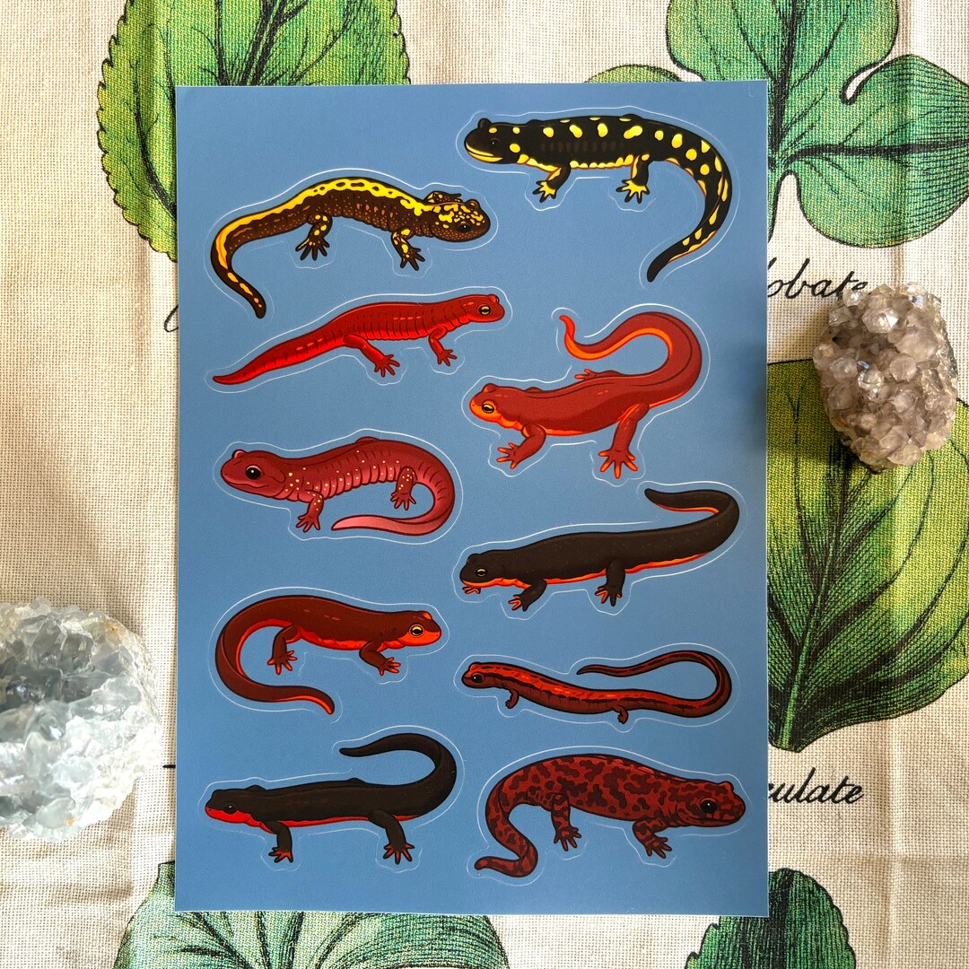 Salamanders of California Sticker Sheet - Etsy