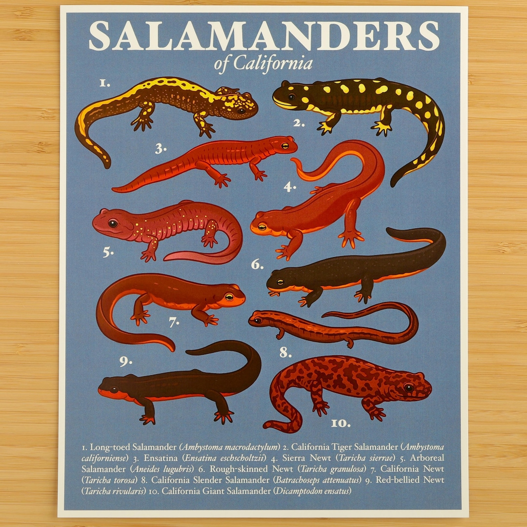 Salamanders of California Print / Naturalist Poster / Herpetology / Wall Art - Etsy