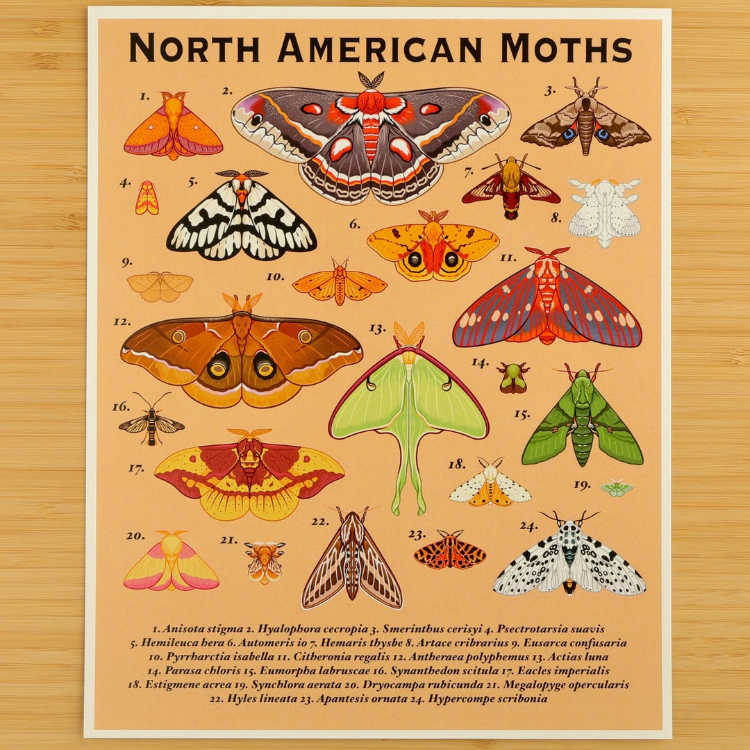 North American Moths Print - Etsy