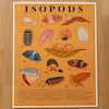 Roll on Isopods (10" X 8" Print) - Etsy