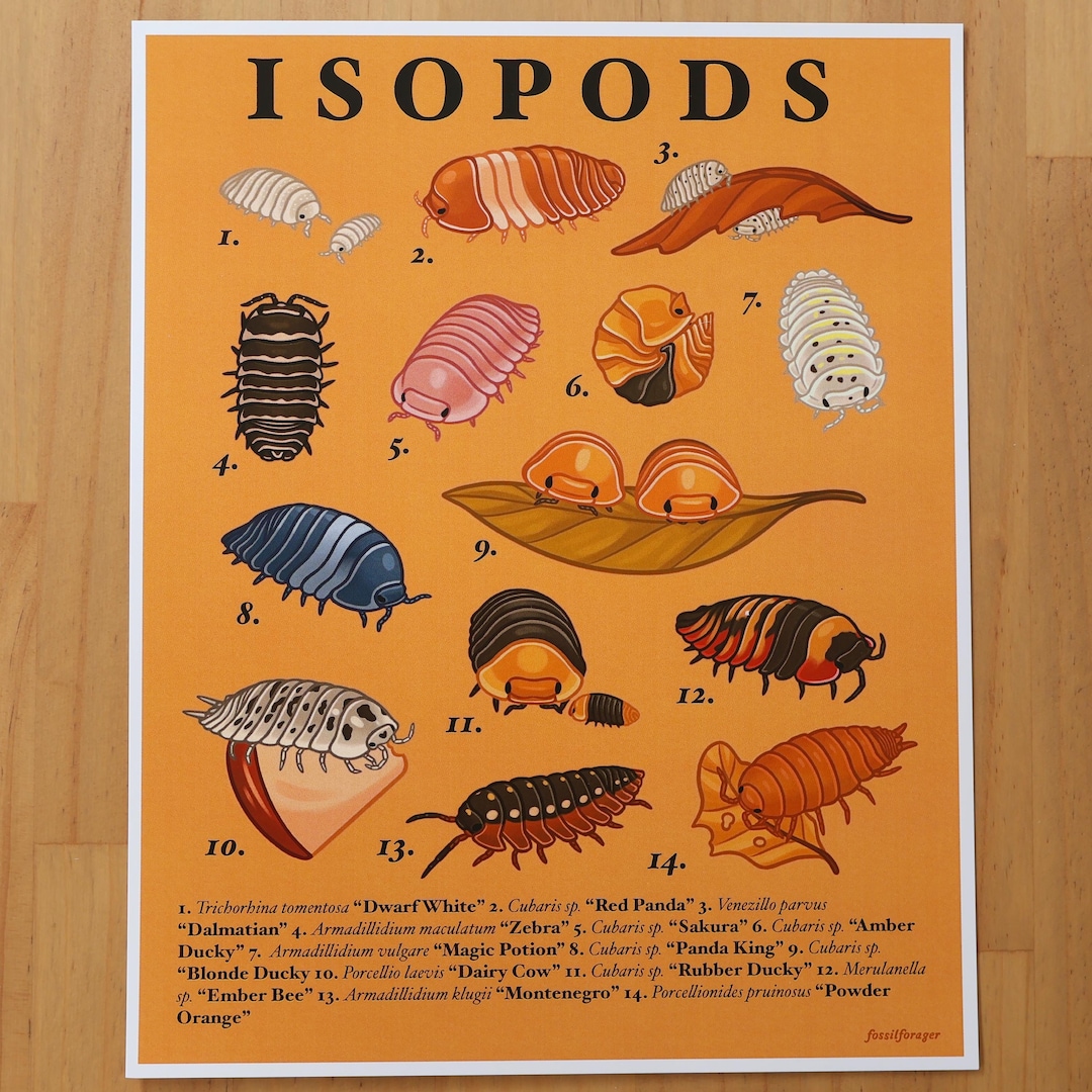 Isopods Print / Pill Bugs / Naturalist Poster / Wall Art - Etsy