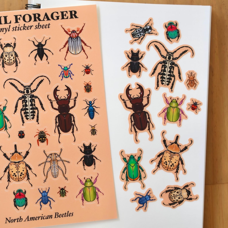 North American Beetles Sticker Sheet / Insect Stickers / Entomologist ...