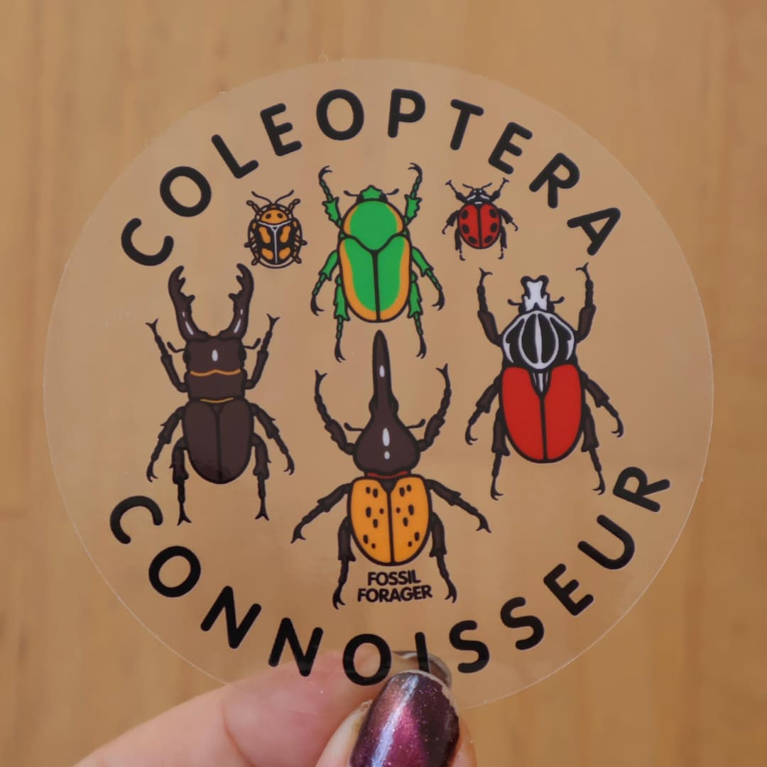 Coleoptera Connoisseur Clear Sticker / Beetles / Entomology / Vinyl ...