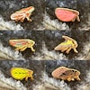 Number 1 Bug Enthusiast Iron-on Patch / Entomologist / Entomology ...