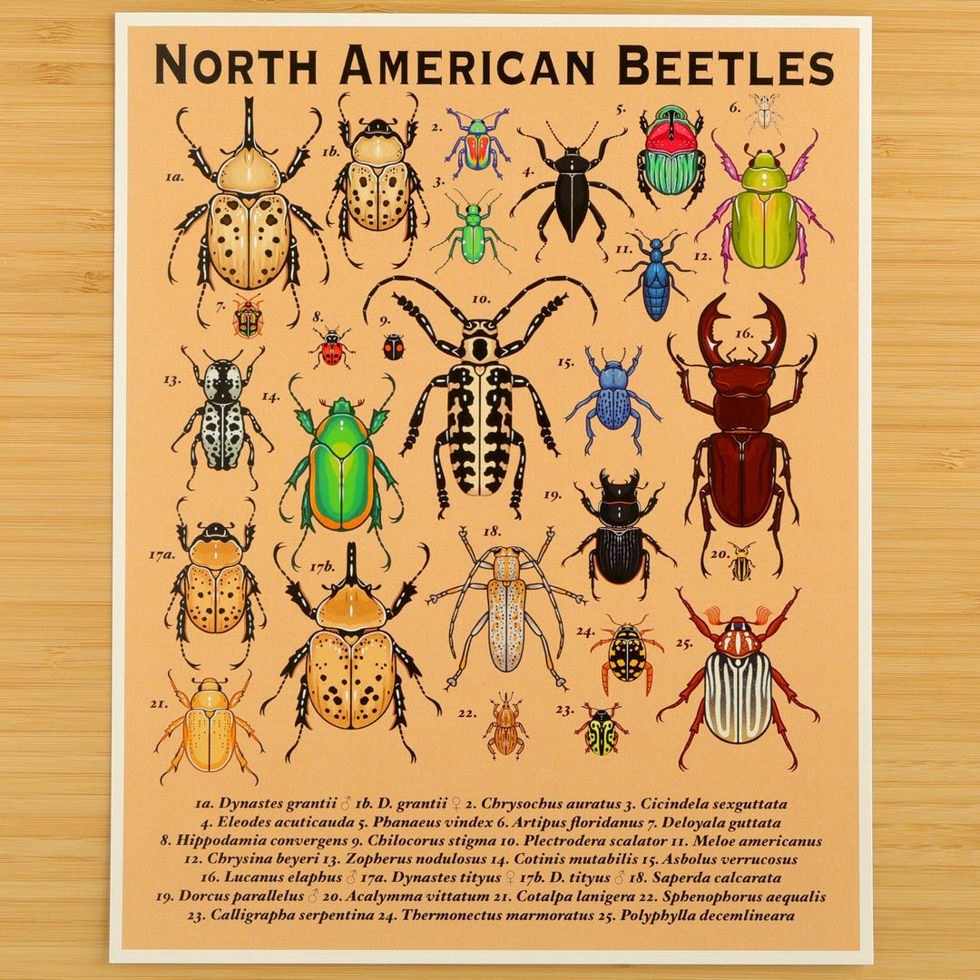 North American Beetles Print / Naturalist Poster / Entomology / Wall ...