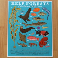 Biomes Posters | Biomes | Science Classroom Decor Taiga Deciduous ...