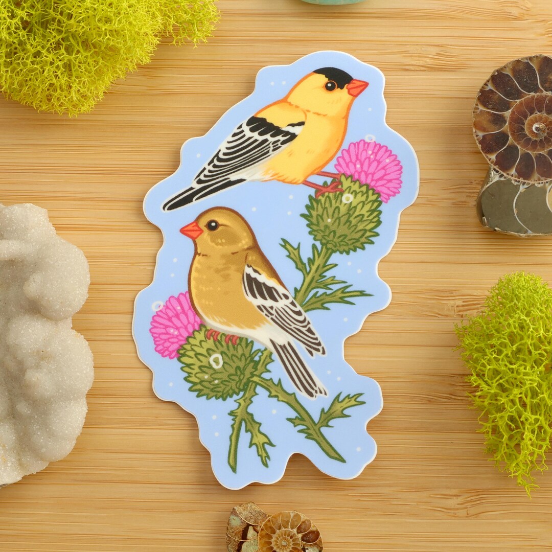 American Goldfinch Sticker / Ornithology / Bird Sticker / Backyard ...