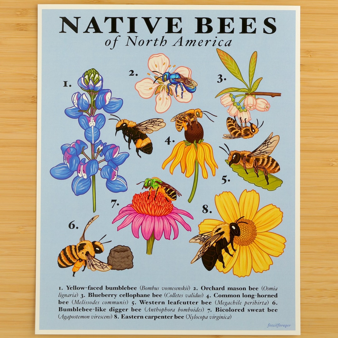 Native Bees of North America Print / Naturalist Poster / Entomology ...