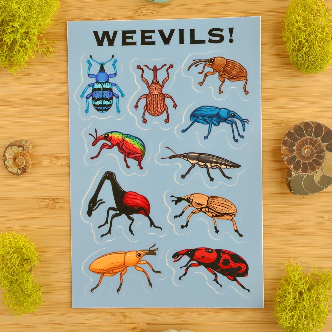 Weevils Sticker Sheet / Insect Stickers / Entomologist / Entomology ...