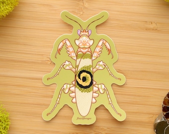 Orchid Mantis Sticker / Insect Sticker / Entomologist / Entomology ...