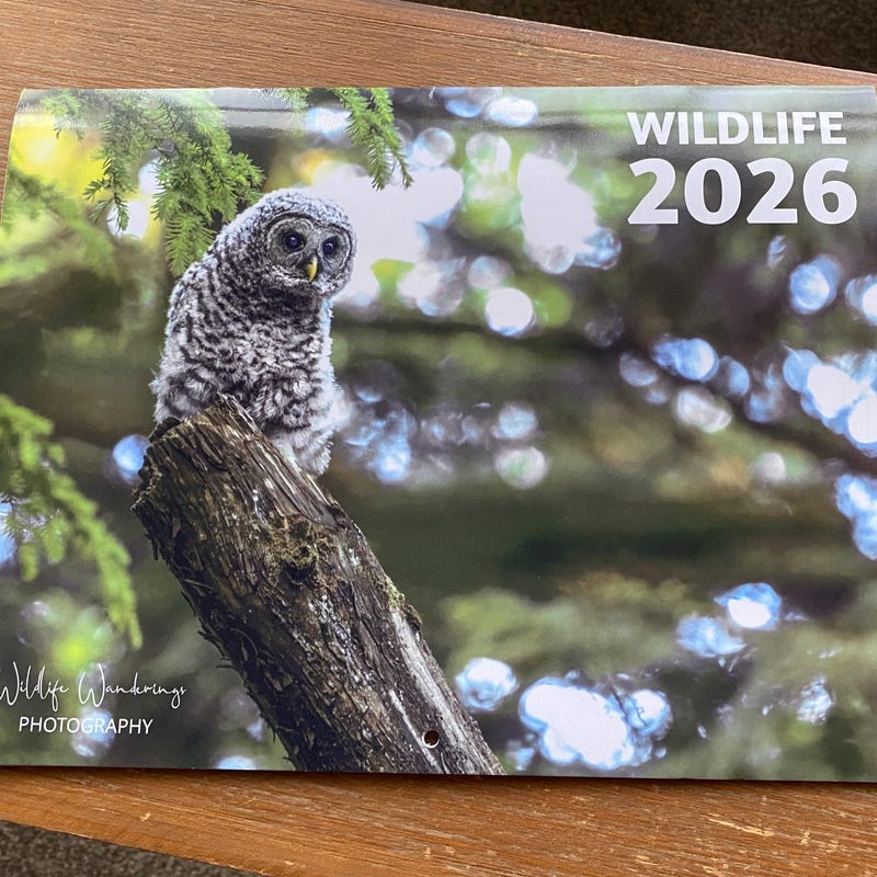2026 Wall Calendar Owl - Etsy