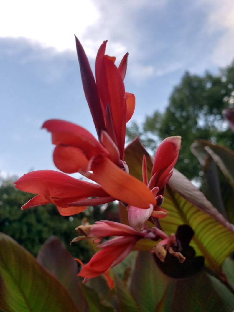 Canna Lily Home Garden Orange Red Canna Lily Bulbs Flowers. 3 Bulbos De ...