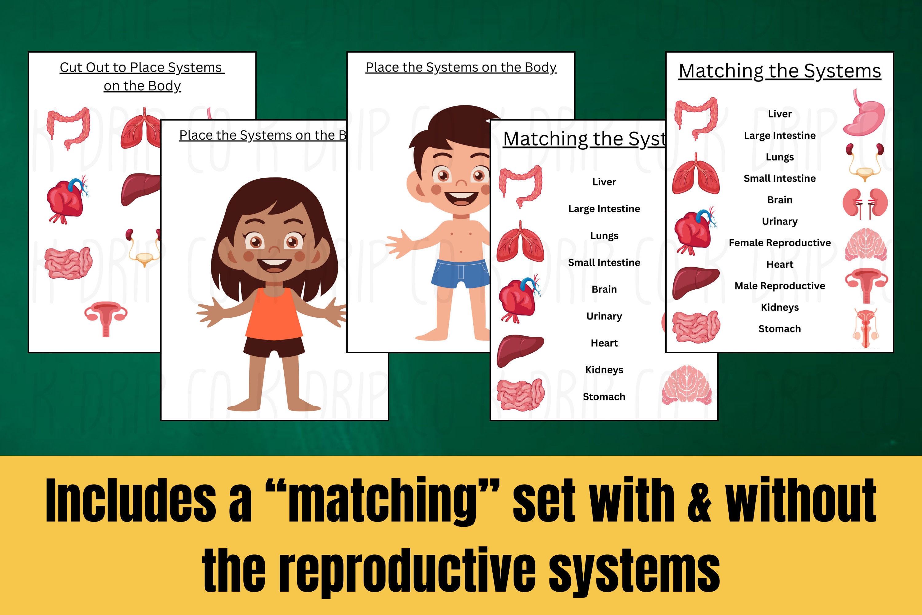 Kids Fun Anatomy Learning, Educational Anatomy Resources, Kids Anatomy ...