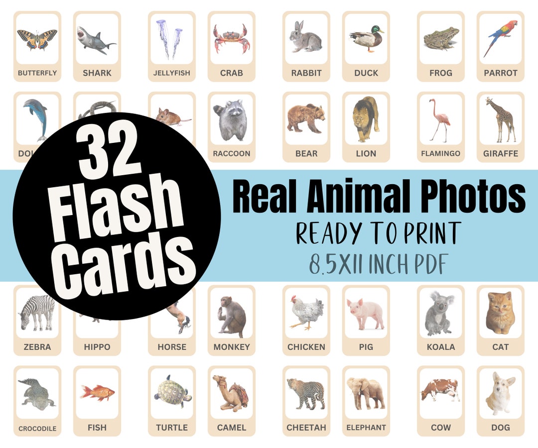 Kids Animal Flashcards, Learn ABC Animals Color, Fun Toddler Learning ...