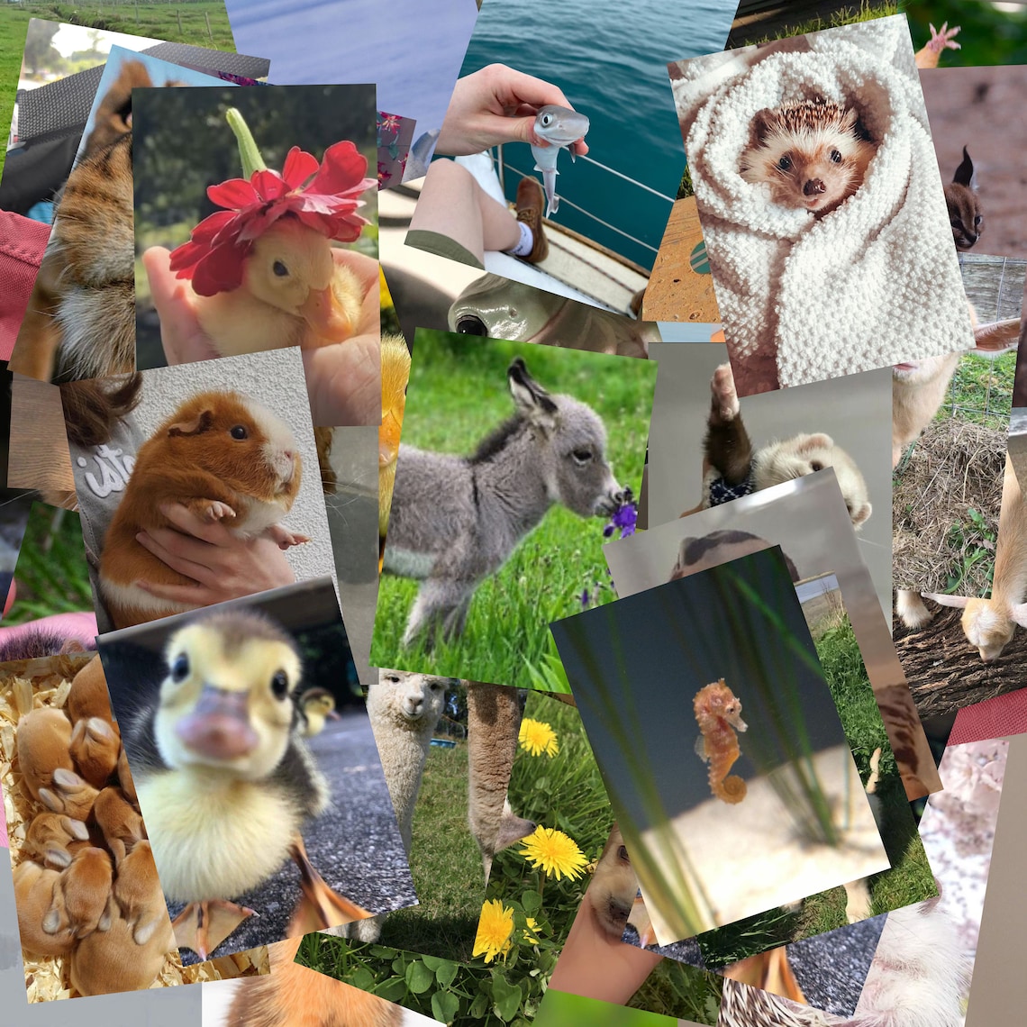 102 Pcs Cute Animals Wall Collage Kit Aesthetic, Adorable, Happy Pack ...