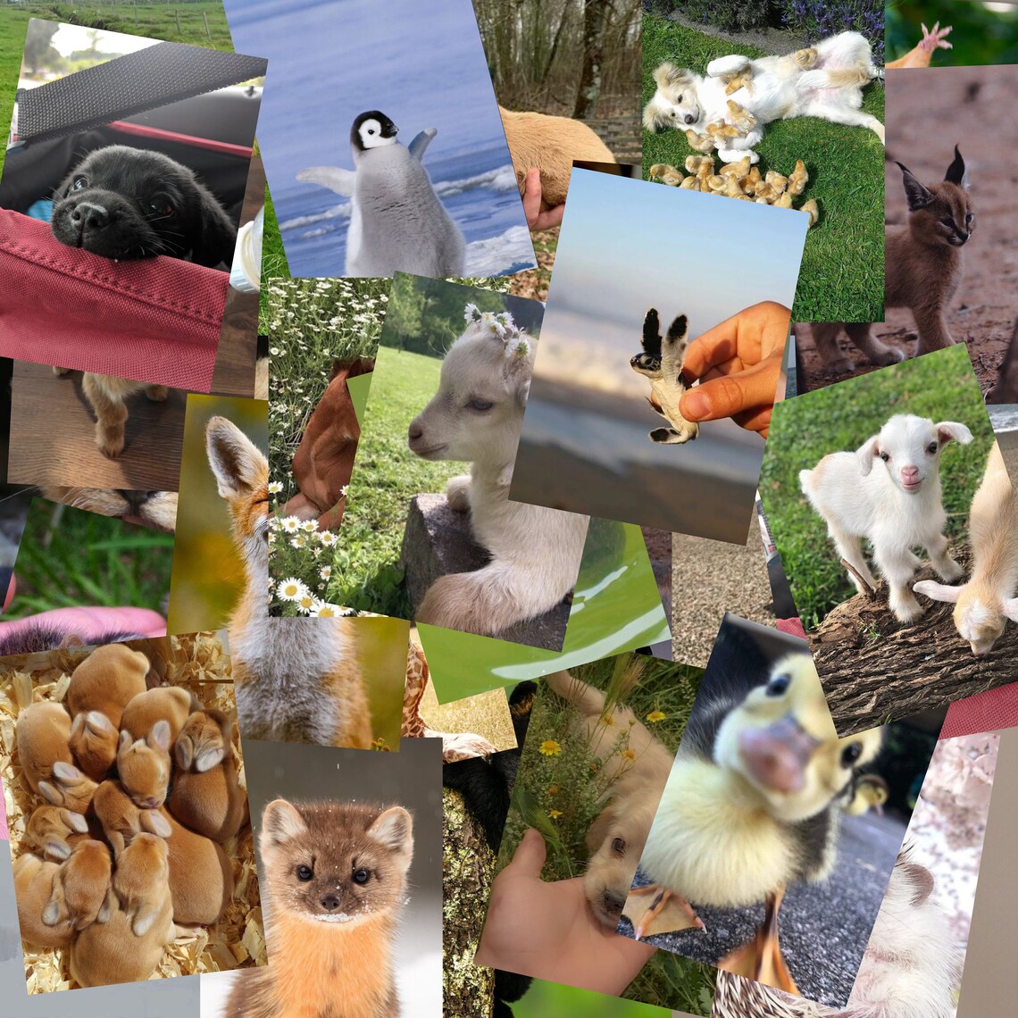 102 Pcs Cute Animals Wall Collage Kit Aesthetic, Adorable, Happy Pack ...