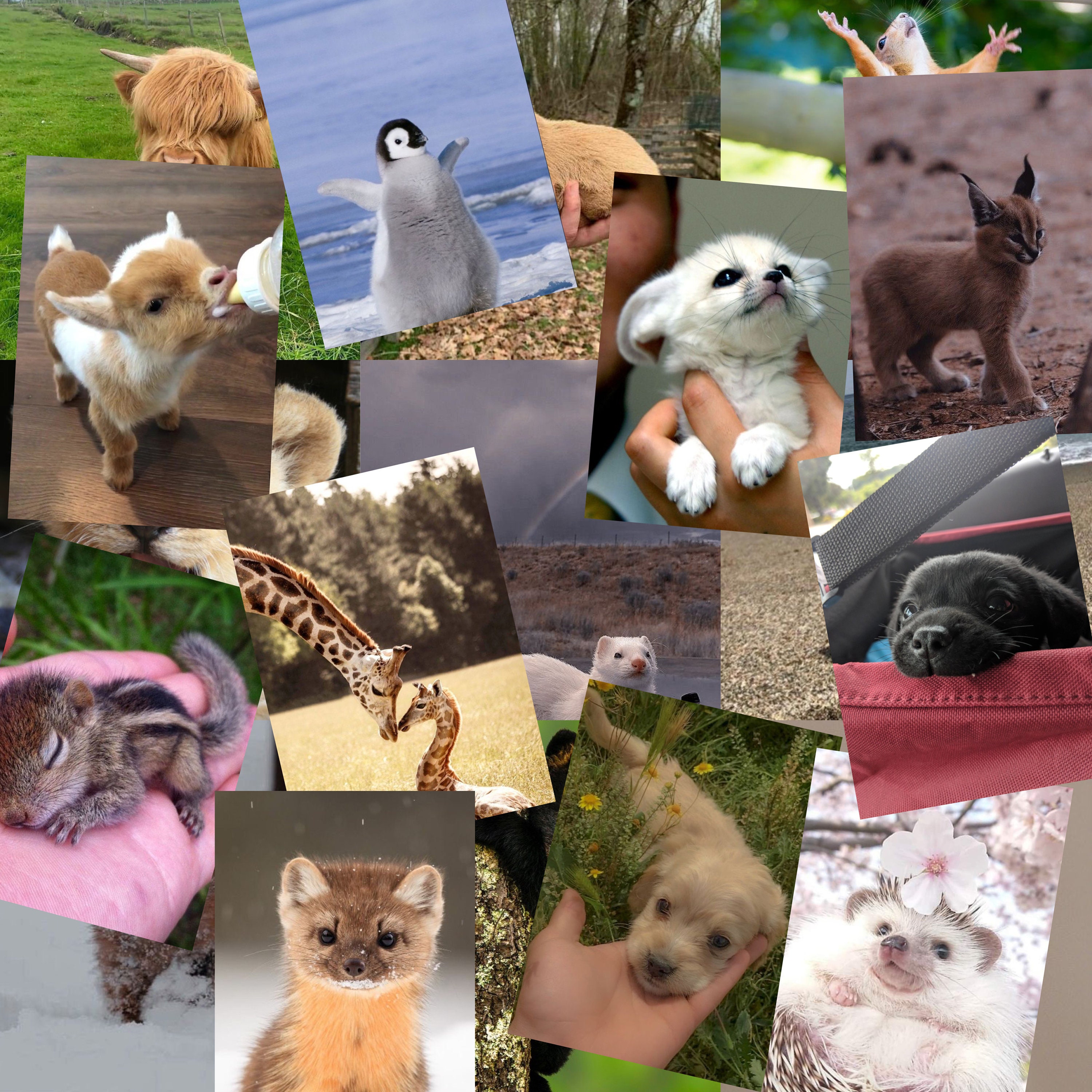 102 Pcs Cute Animals Wall Collage Kit Aesthetic, Adorable, Happy Pack ...