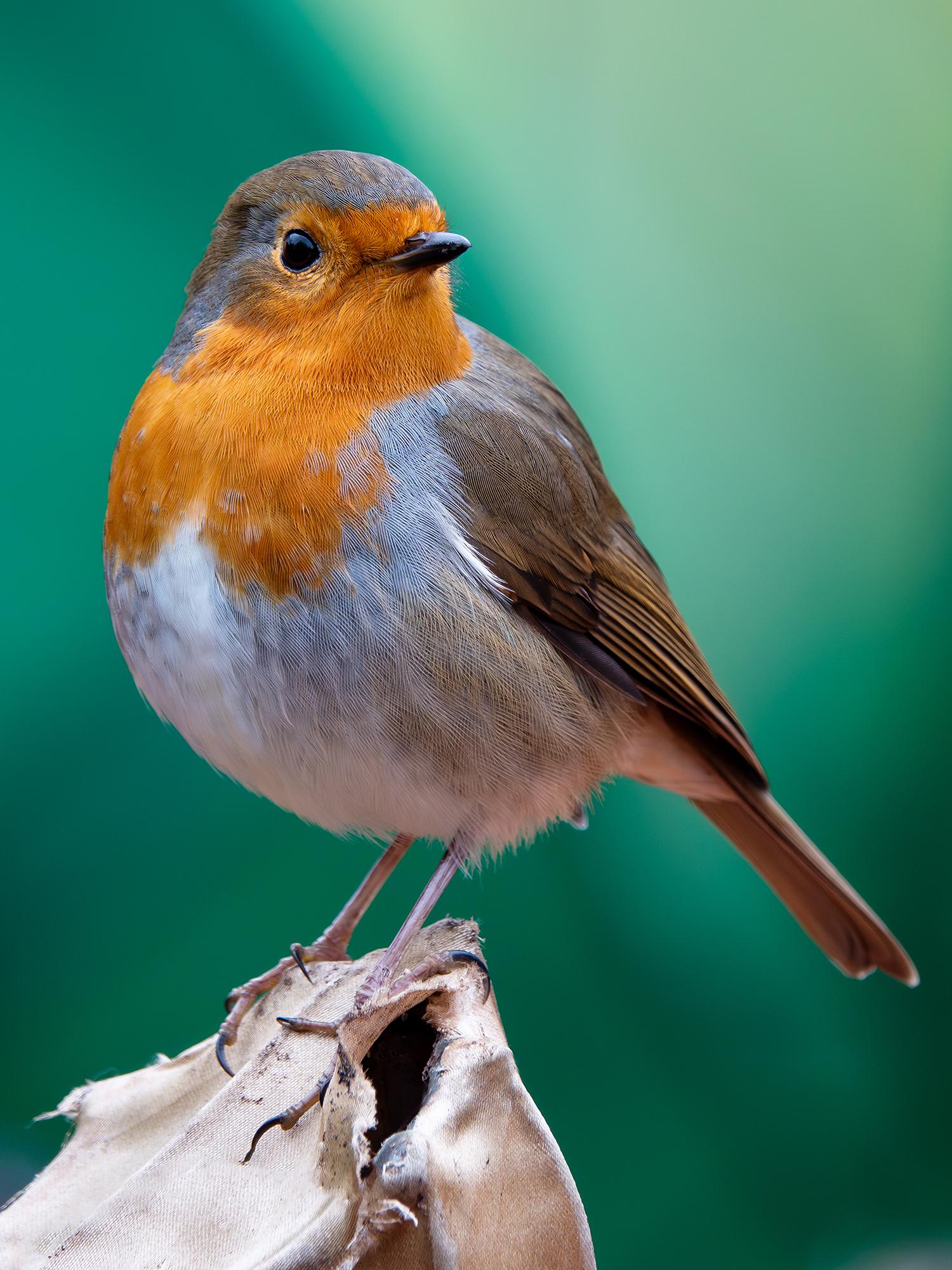 Printable Nature Poster - Robin Redbreast - Digital Download Wall Art ...