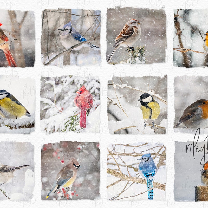 Winter Birds - Etsy