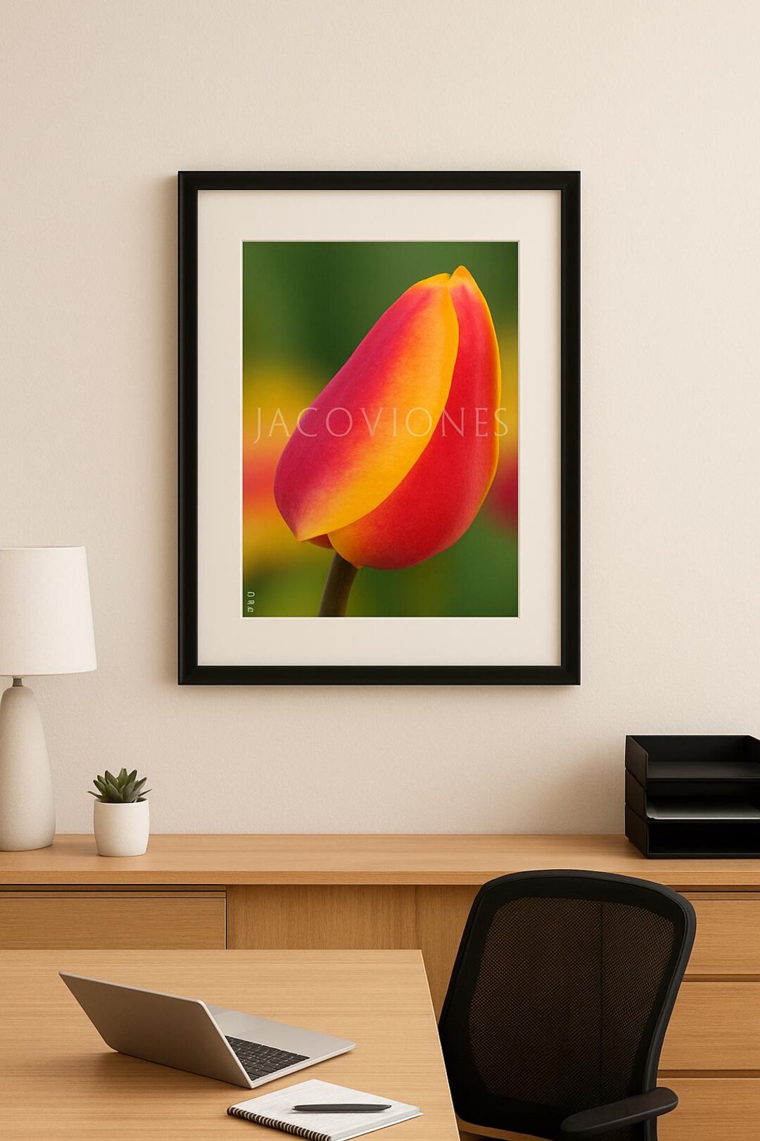 Bi-color Tulip Photo Image Digital File - Etsy