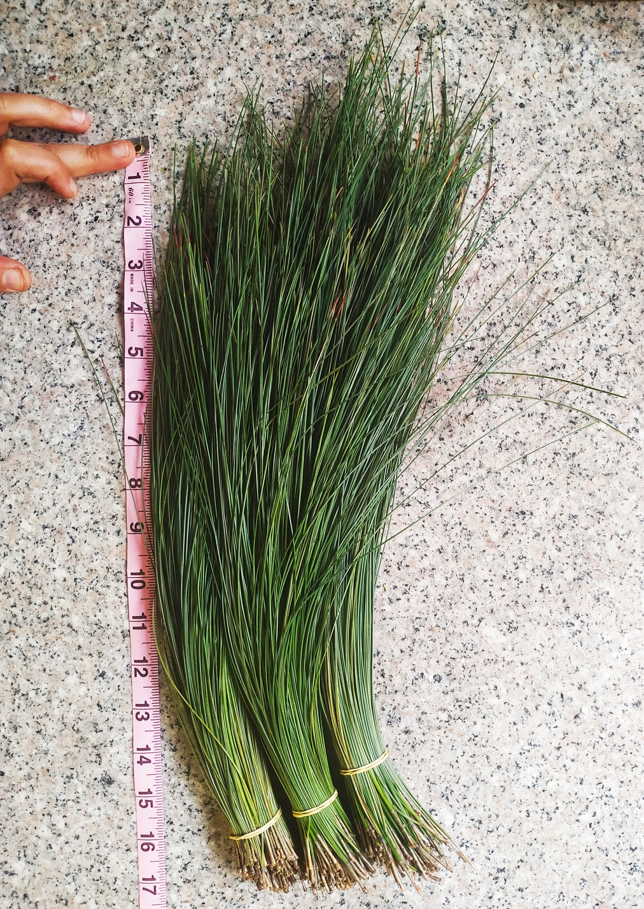 1 Lb Fresh Long Organic Ponderosa Pine Needles - Etsy