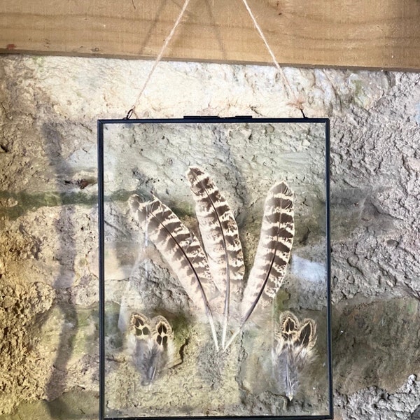 Pheasant Feather Wall Art - Etsy