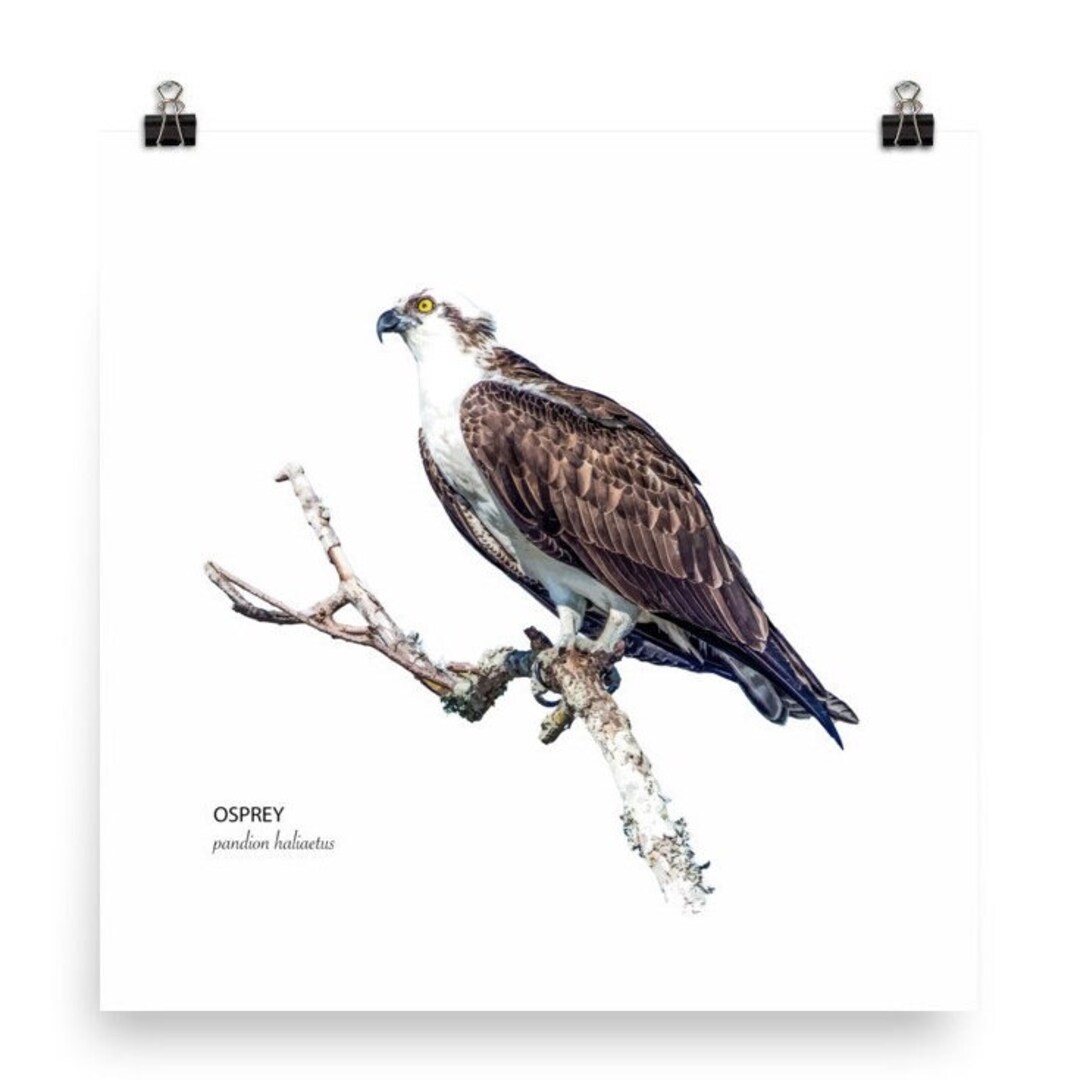 Osprey Bird Wall Art Poster - Etsy