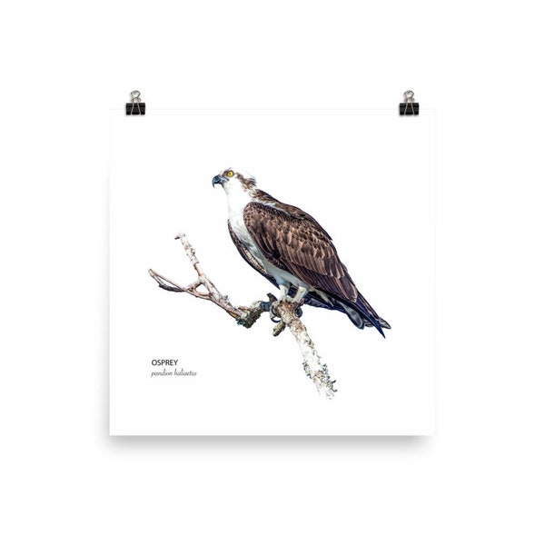 Osprey Art - Etsy
