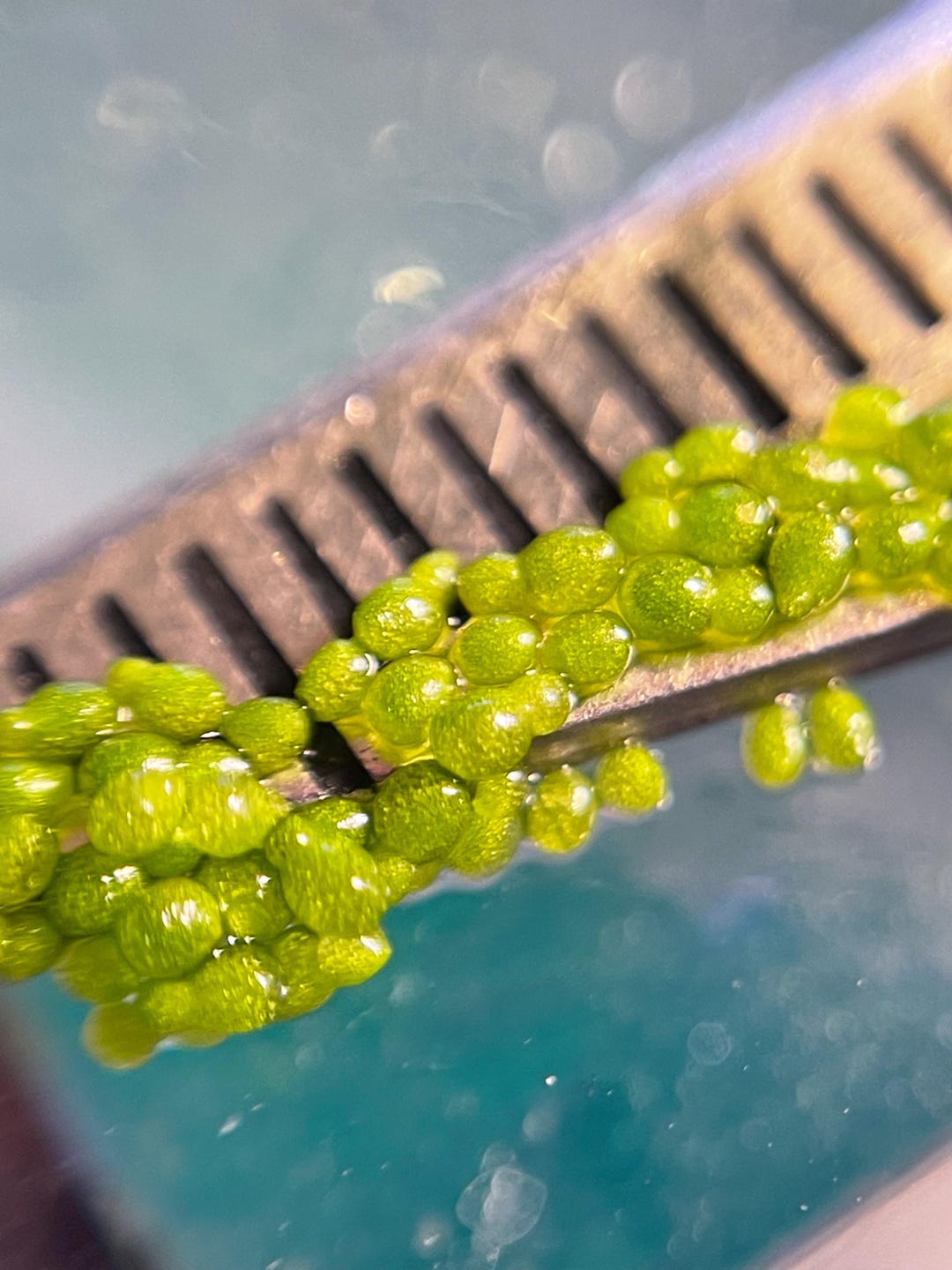 Wolffia Globosa Sp. Pure Specimen SUPER RARE Limited Quantity Water ...