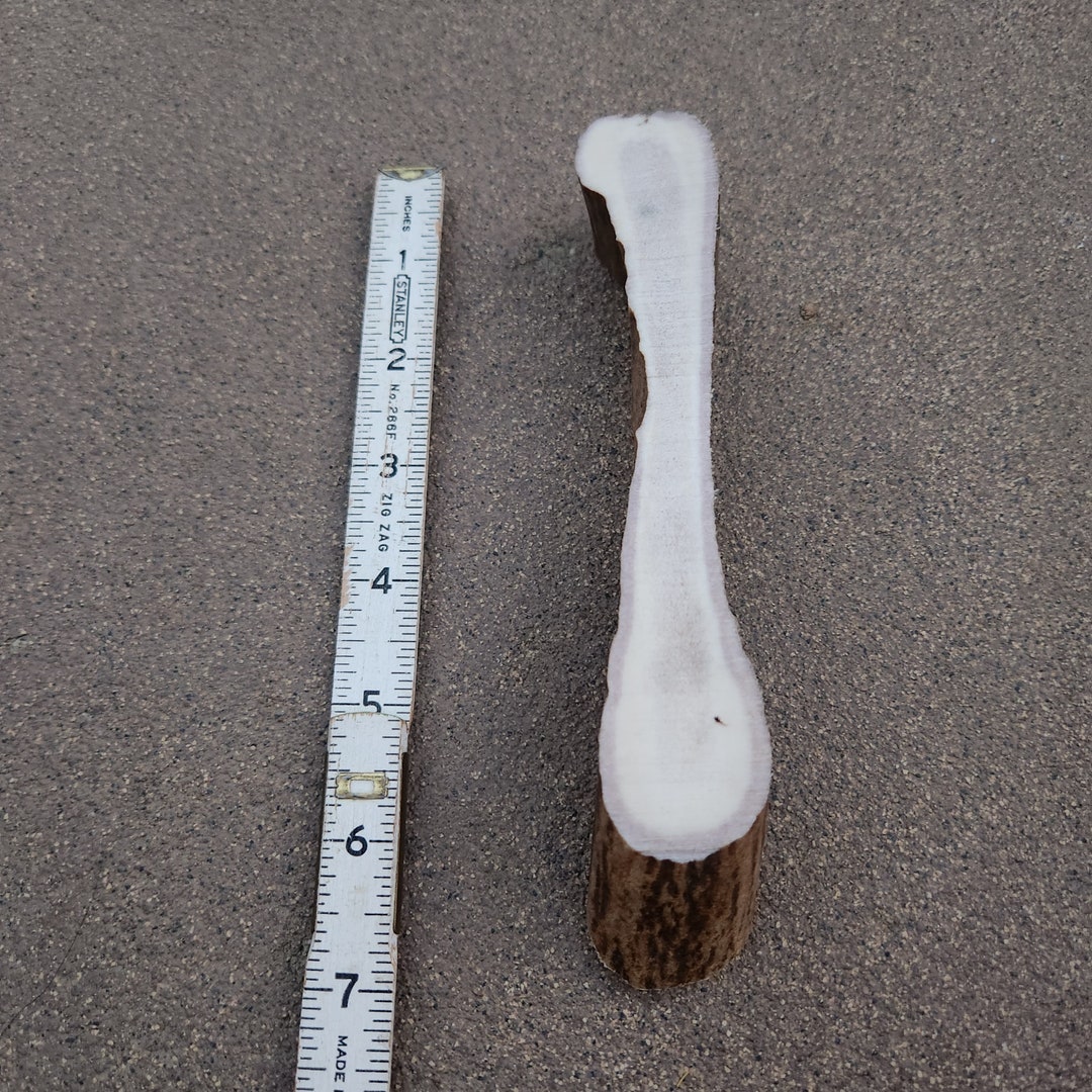 Moose Antler Dog Chews (medium -large Dogs) - Etsy