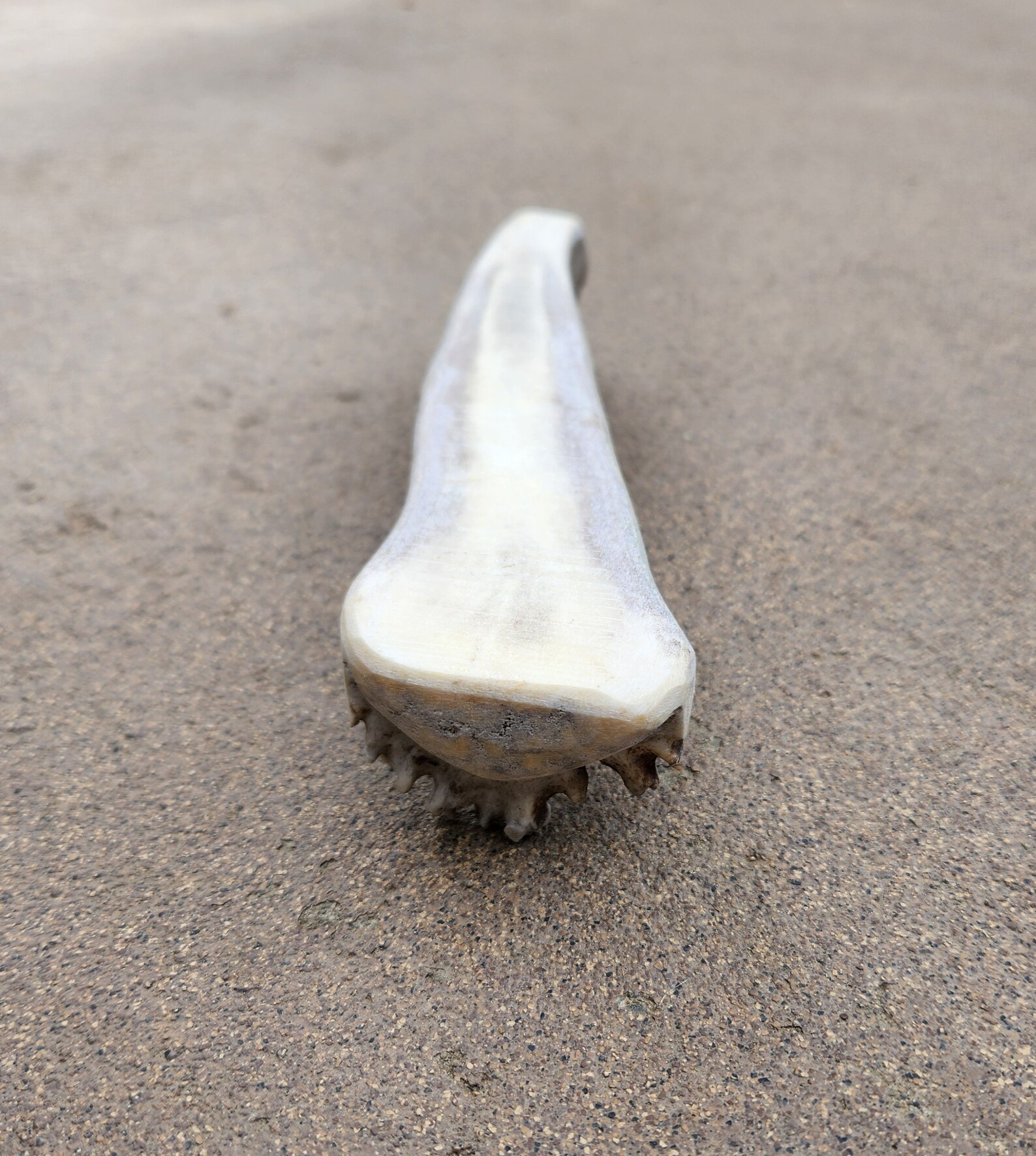 Split Moose Antler Base Dog Chew - Etsy