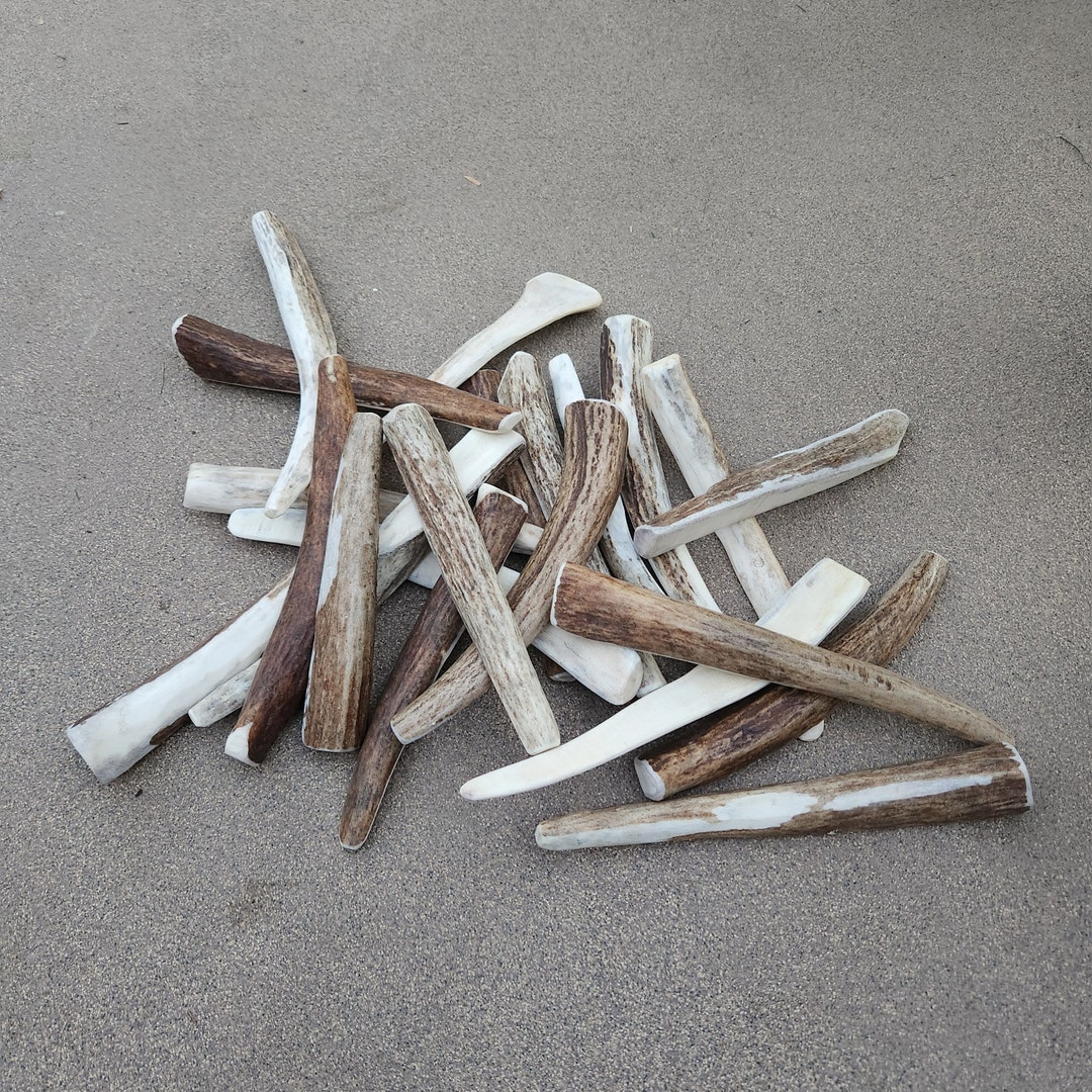 Split Moose Tine Antler Dog Chews (2 Pack) - Etsy
