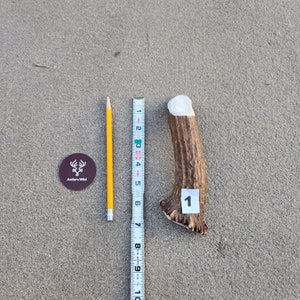 Split Moose Antler Base Dog Chew - Etsy