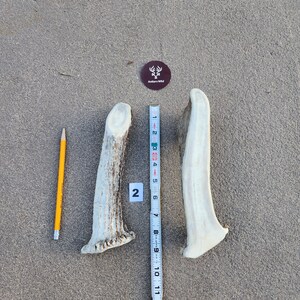 Split Moose Antler Base Dog Chew - Etsy