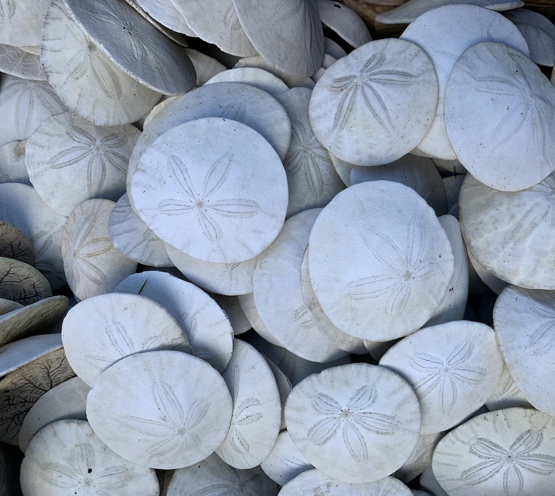 Sand Dollars | Washington Coastline Sand Dollar | Pacific Northwest ...