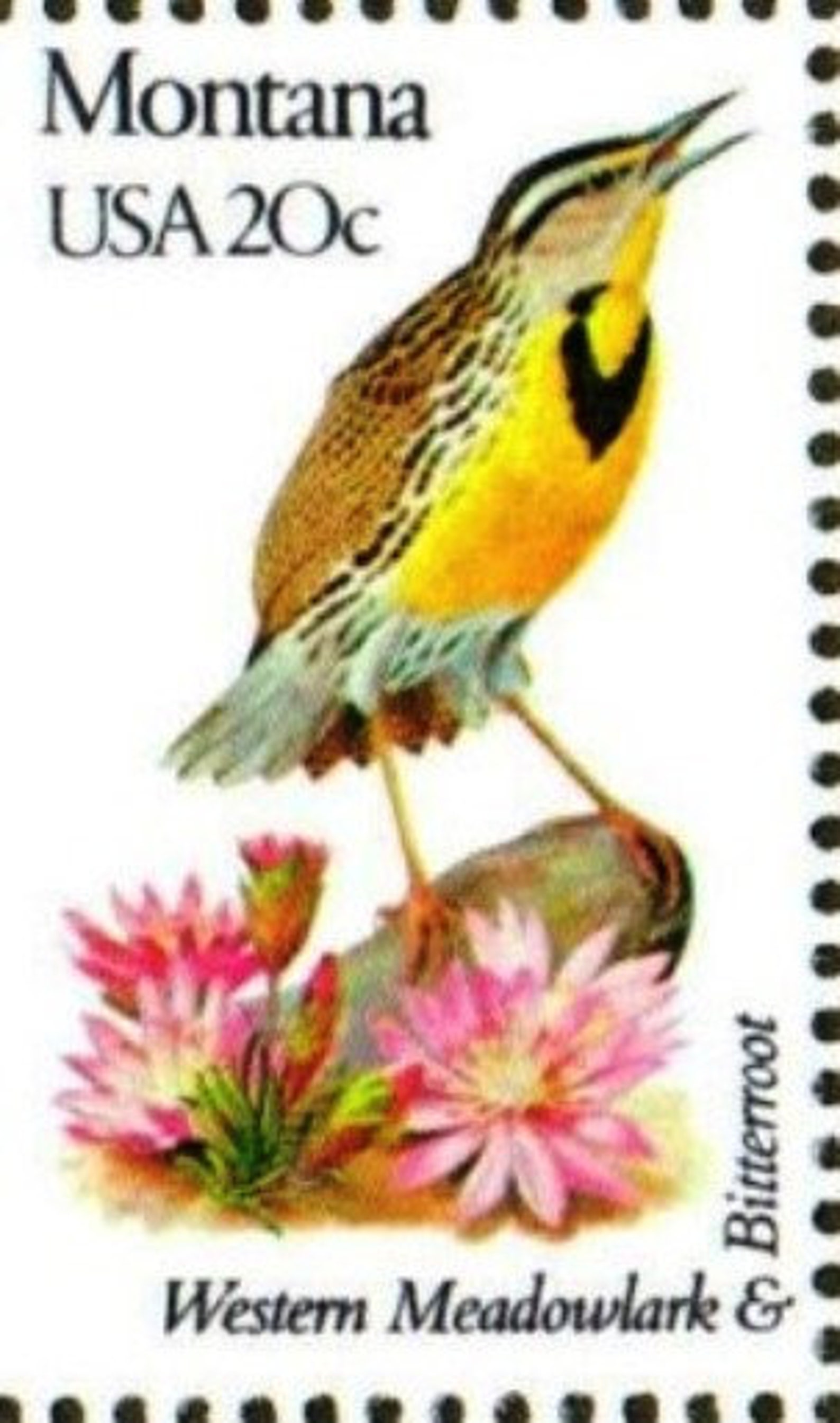 Vintage Unused Montana State Flower and Meadow Lark Bird US Postage ...